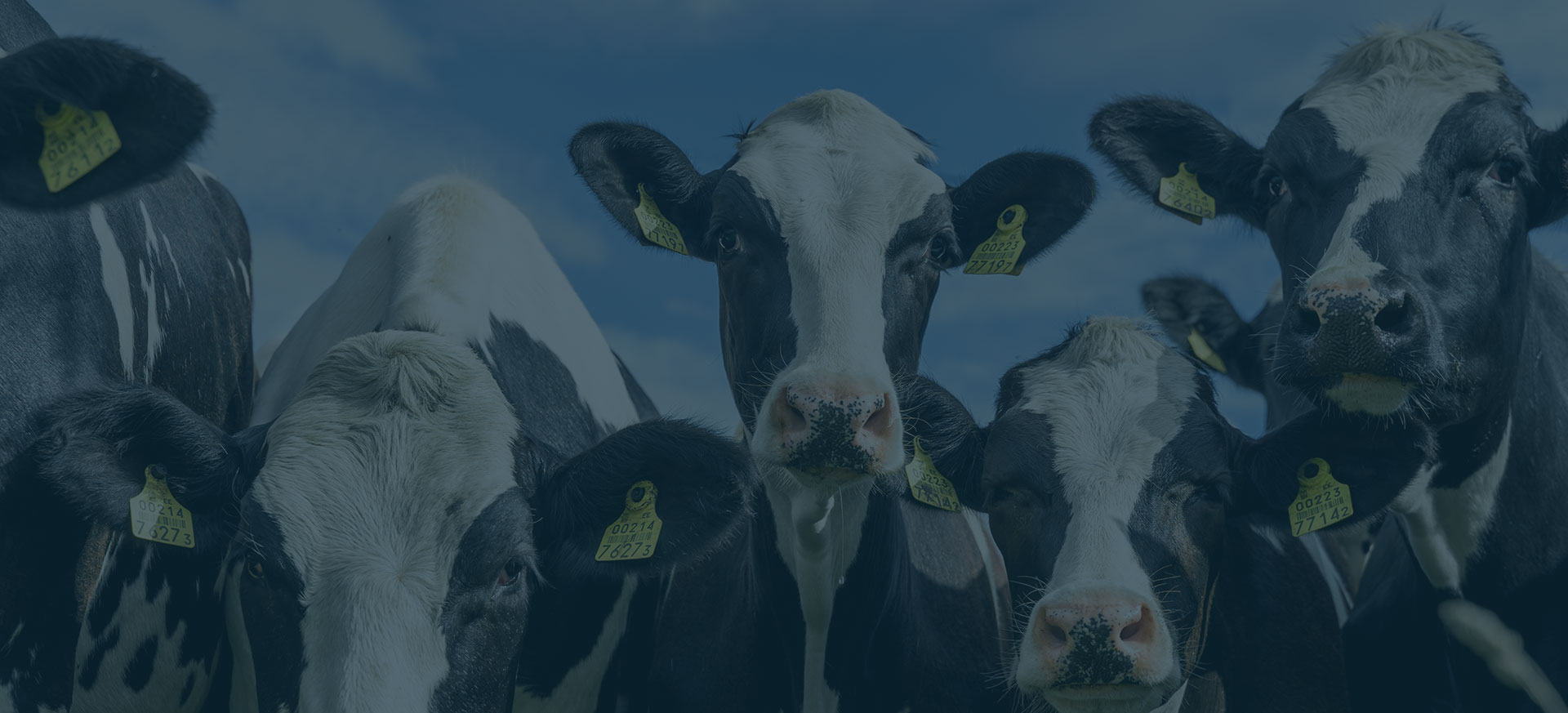 Koeling van warmtewisselaars - Remon Water Treatments